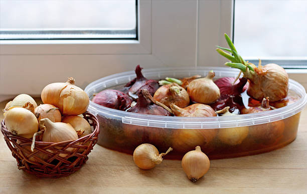 Best Onion Potato Garlic Storage Container for Kitchen